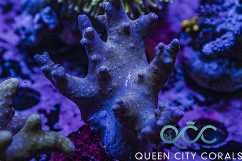Ora Yellow Polyp Sinularia Wysiwyg Queen City Corals