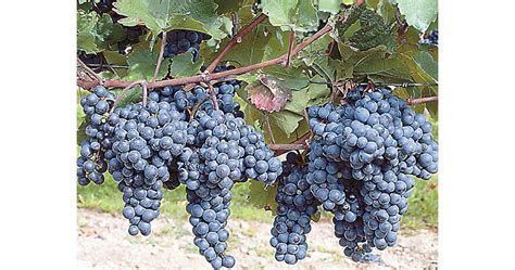 Сами да нормираме реколтата ориентировъчният показател е 4 кг грозде на 1 кв метър