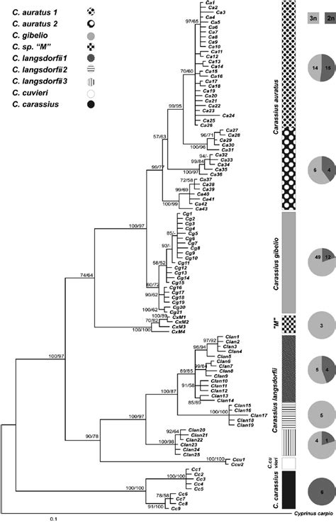 Phylogenetic Tree Reconstructed Phylogeny Of The Cyt B Sequences Of