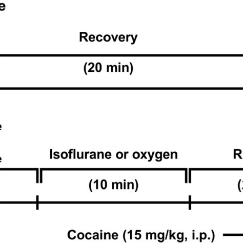 Experimental Timeline For Drug Self Administration A And Locomotor