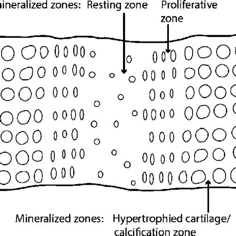 Schematic Representation Of A Mammalian Synchondrosis Synchondroses Schematic Representation Of A Mammalian Synchondrosis Synchondroses