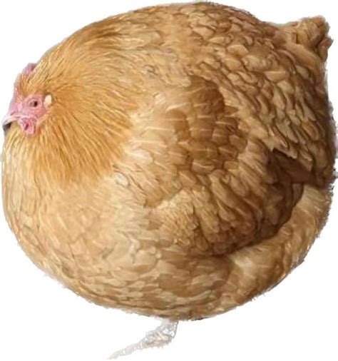 神经科学中三种模型的角色和联系 知乎