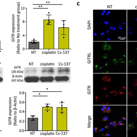 Gitr Gitrl Signaling Contributes To Tumorigenicity And Cell Download Scientific Diagram