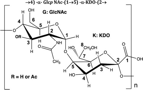Chemical Structure Of The Disaccharide Repeat Unit Of The K15 Download Scientific Diagram