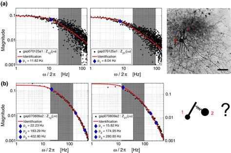 Preliminary Test Of The Method On Electrically Coupled Layer 6 Cortical Download Scientific