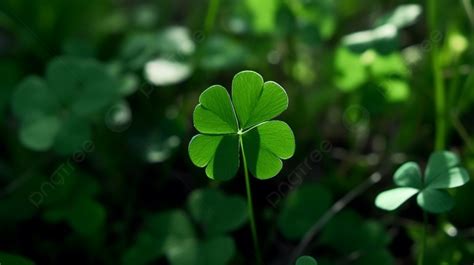 잎이 많은 녹색 배경에 네 잎 클로버의 행운 녹지에서 밝게 빛나는 행운의 네잎 클로버 센터 푹신한 낮 배경 일러스트 및 사진 무료 다운로드 Pngtree