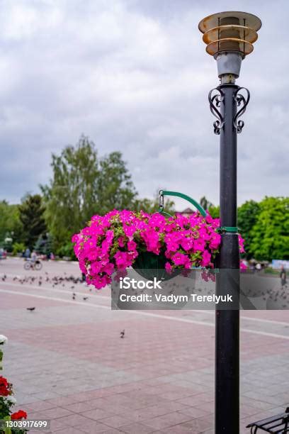 빈티지 가로등 아름답게 도시 공원에서 신선한 꽃의 꽃병으로 장식 가로등에 분홍색 화분 0명에 대한 스톡 사진 및 기타 이미지 0명 가로등 거리 Istock