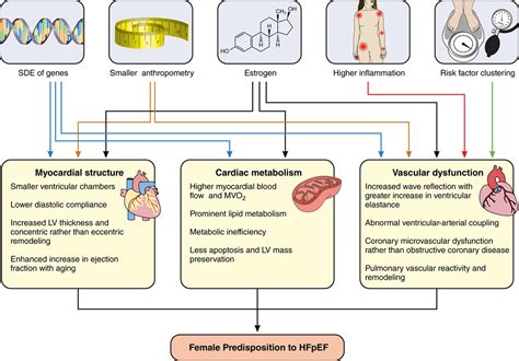 Sex Differences In Cardiovascular Pathophysiology Circulation Sex Differences In Cardiovascular Pathophysiology Circulation