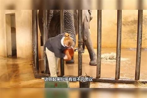 给大象修脚月入十万就跟削土豆一样看着都头皮发麻 月入 土豆 大象