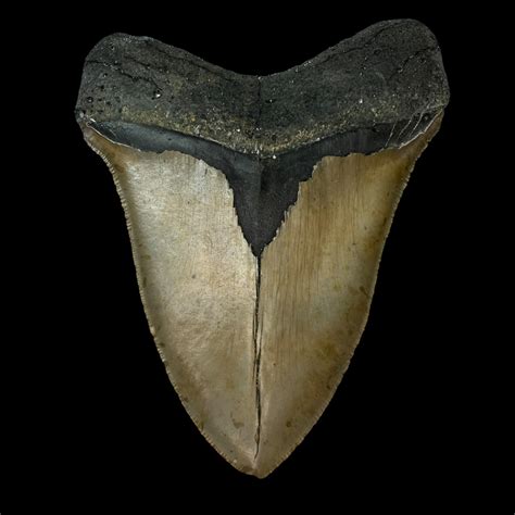 Colossal Megalodon Tooth Fossil 5 44″ Prehistoric Shark