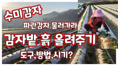 감자밭 북주기 흙올려주기 시기 방법 도구 상세 감자재배방법 Youtube