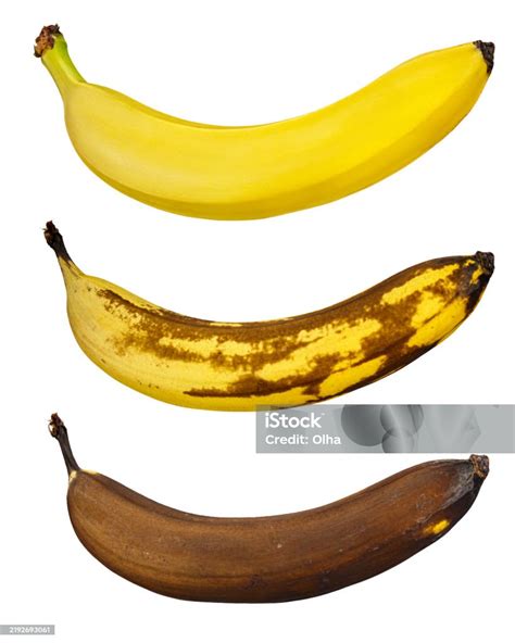 바나나 과일의 숙성 단계는 흰색 배경에 고립되어 있습니다 0명에 대한 스톡 사진 및 기타 이미지 0명 갈색 개념 Istock