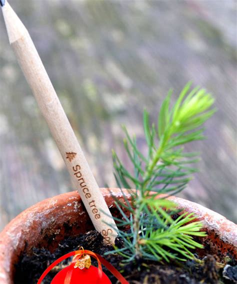 Pencil Grows Into Tree ThingsFromMars Com