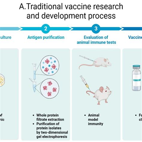 Vaccine Research And Development Process A Traditional Vaccine