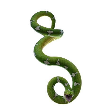 Snake Python Isolated 3d 24485850 Png Snake Python Isolated 3d 24485850 Png