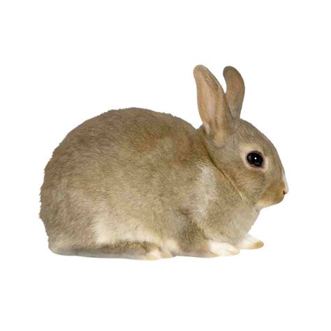 Peter Rabbit Characters A Guide To The Beloved Characters In Beatrix