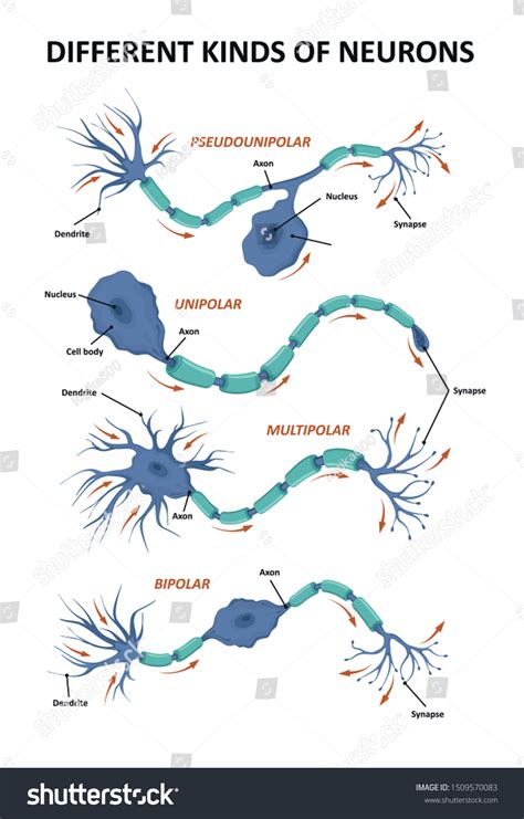 Stock vektor Different Kinds Neurons Unipolar Bipolar Multipolar bez autorských poplatků