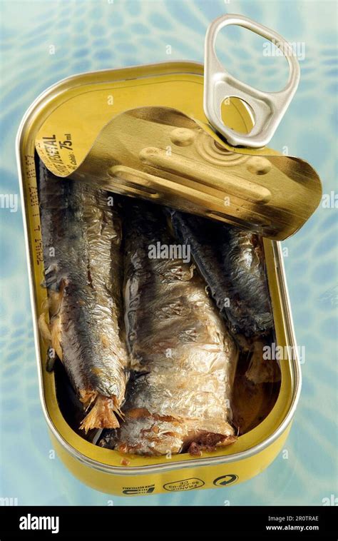 Sardines In Oil Vs Sardines In Water At Rita Ellis Blog