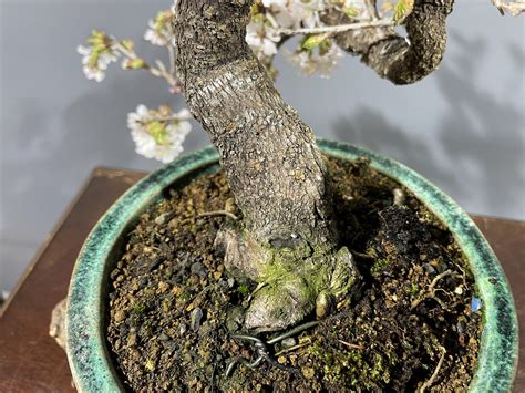 富士桜 山採り 小品サイズ 赤富士園