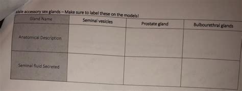 Solved Male Accessory Sex Glands Make Sure To Label These
