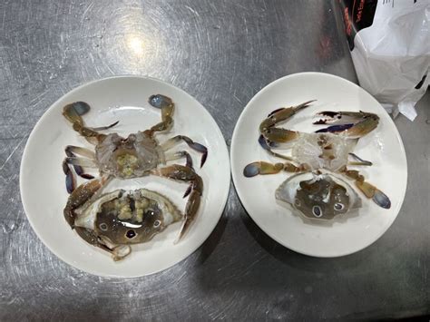 秋蟹季／不敢生拆活蟹？達人教1招放暈 懶人煮法神好吃 美食旅遊 生活 Nownews今日新聞