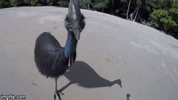Curious Cassowary Imgflip