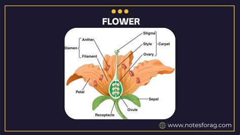 Flowers Morphology Of Angiosperm Best Notes For Ag