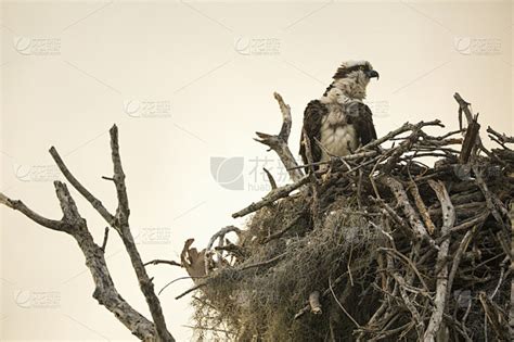 鱼鹰站在它的巢在佛罗里达大沼泽地