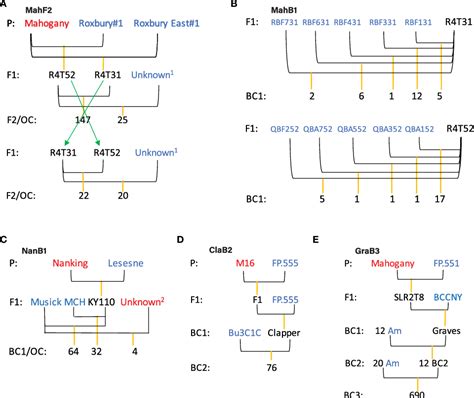 Figure 1 From Mapping Qtls For Blight Resistance And Morpho Phenological Traits In Inter Species