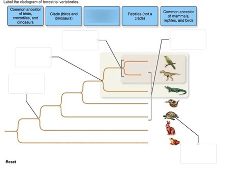 Biol 1407 Ch 19 Descent With Modification Diagram Quizlet