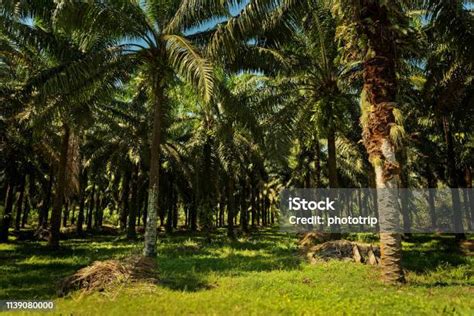 오일 야자수 미국 오일 야자수 Elaeis 올레이 페 라 는 열 대 중앙 및 남아메리카에 자생 하며 석유 생산을 위해 현지에서 사용 됩니다 기름 야자에 대한 스톡 사진 및