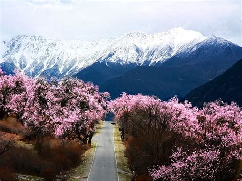 桃花风景图片 排行榜大全