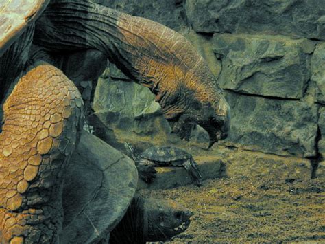 Imageafter Images Mutant Hero Sex Turtle Animal Animal Sex Mating