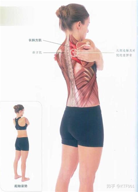 最详细肌肉拉伸教程二：背部拉伸 知乎