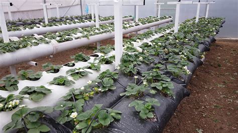 მარწყვის სათბური Youtube