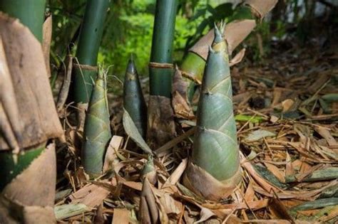 50 Giant Moso Bamboo Seeds Perennial Evergreen With Edible Shoots Etsy