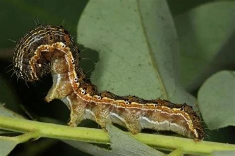 Warning Lights Start Flashing Over African Bollworm