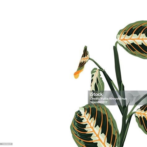 이국적인 칼라테아 가지가 고립되어 있습니다 빈티지 식물 그림입니다 우아한 카드 템플릿입니다 작은 꽃 화환입니다 거친에 대한 스톡 벡터 아트 및 기타 이미지 Istock