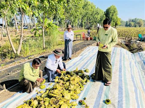 ဟင်္သာတမြို့နယ်တွင် ဆောင်းသီးနှံနေကြာ စပ်မျိုးရေဆင်း ၁ စံကွက် ရိတ်သိမ်းပွဲ ကျင်းပ Information