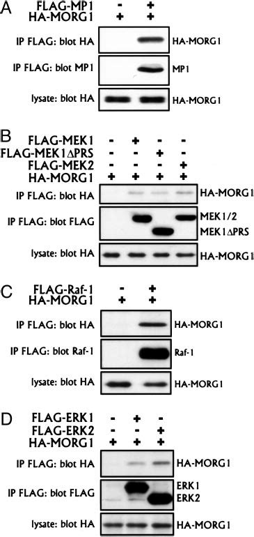 Morg1 Associates With Components Of The Mapkerk Cascade In Cells A