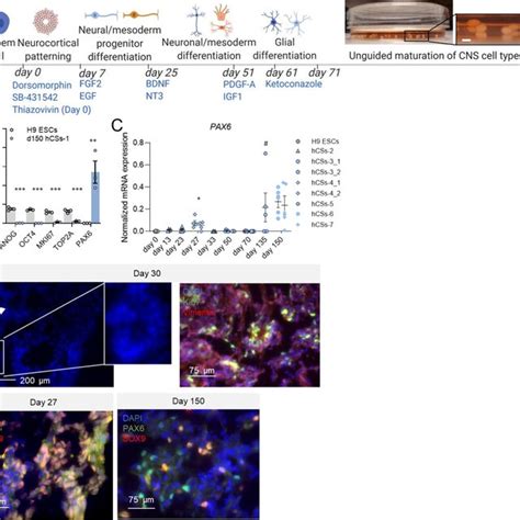 Development Of Neuroectoderm In H9 Embryonic Stem Cell Esc Derived