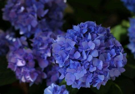 绣球花为什么不吉利
