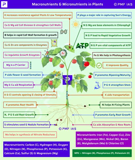 Macronutrients And Micronutrients For Plants PMF IAS