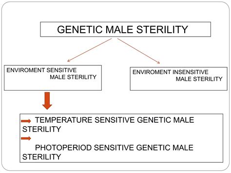 Male Sterility Pptx