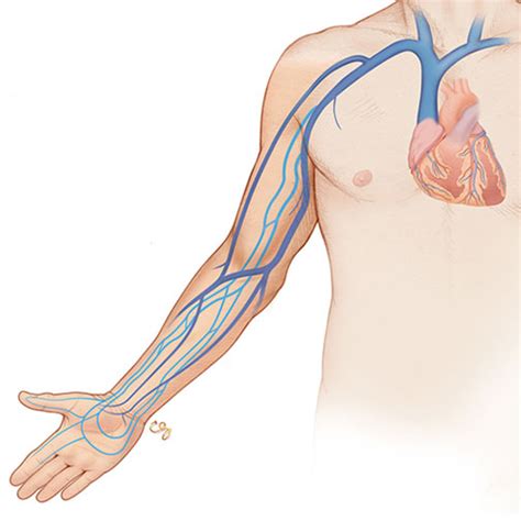 Arm Venous Anatomy