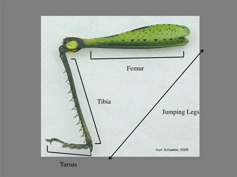 Ppt Phylum Arthropoda Subphylum Hexapoda Class Insecta Powerpoint