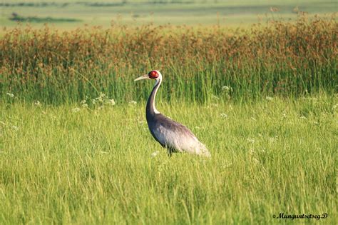 Wild Wildlife Science And Conservation Center Of Mongolia