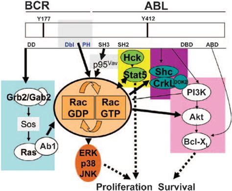 Rac Gtpases As Key Regulators Of P210 Bcr Abl Dependent Leukemogenesis