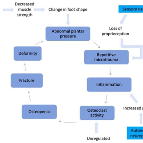 Morphology Of Adult Worm Of Echinococcus Granulosus Source 19