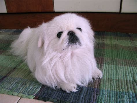 观赏犬图册 360百科